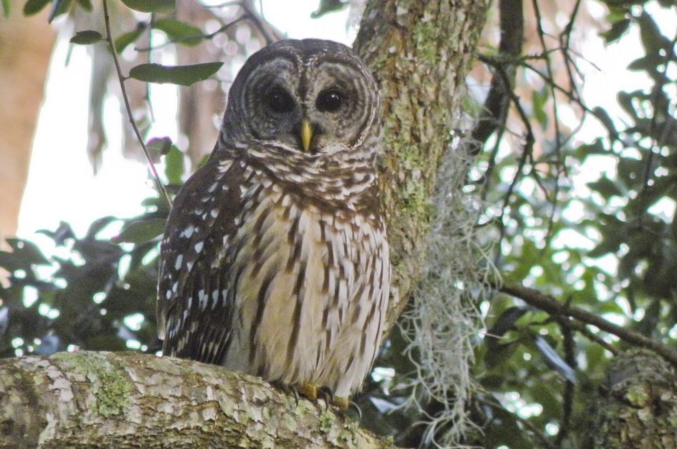 SCULPT A RUSTIC CABIN WITH ANIMALS IN THE WOODS Archives - Utica Phoenix