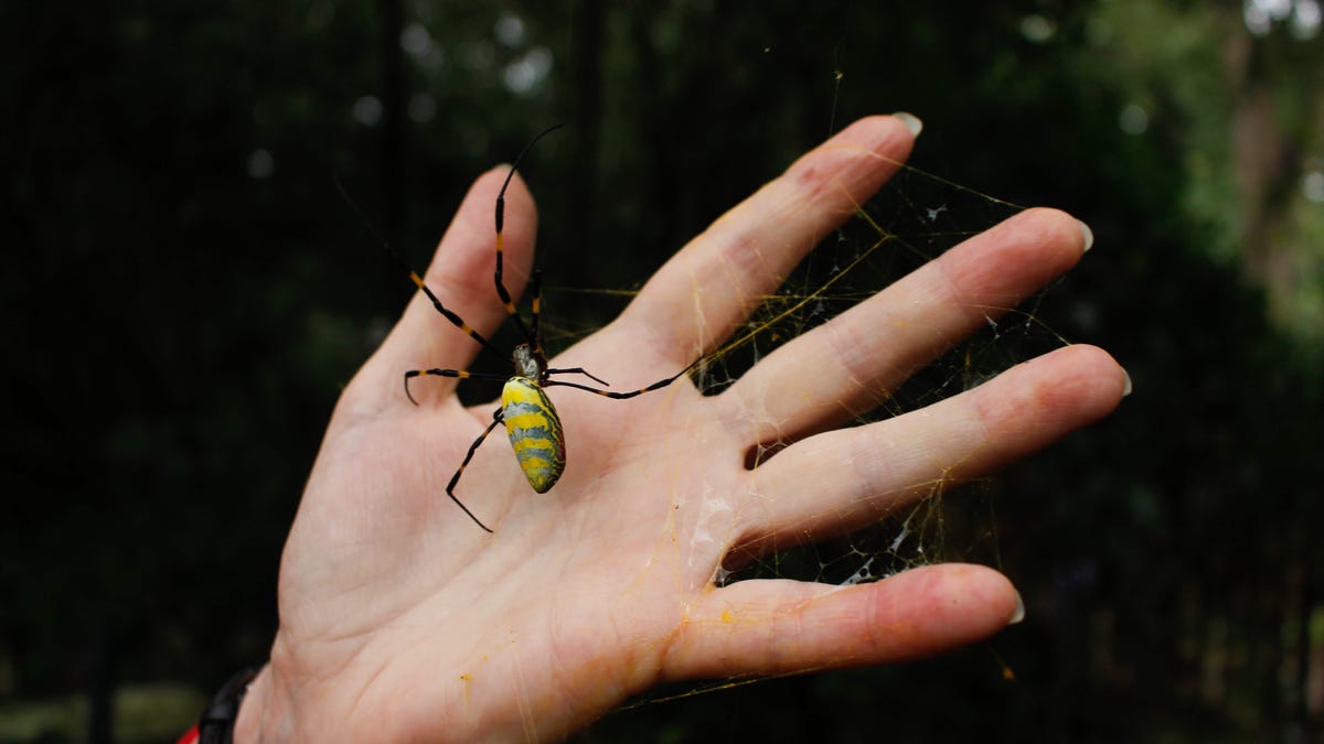 Palm-sized, invasive spiders are spinning golden webs across Georgia in ...