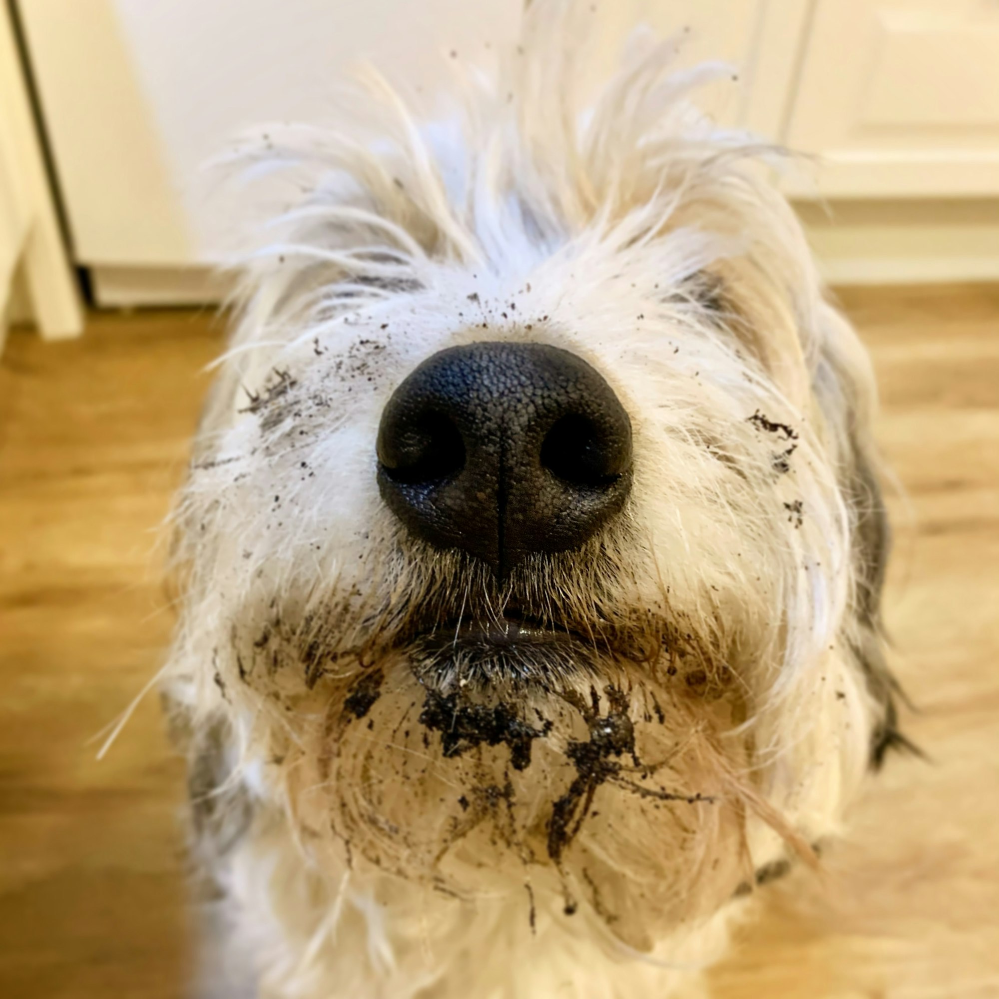 Dog With Dirty Nise - Utica Phoenix