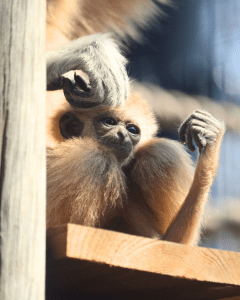GIBBON BABY SHOWER - Utica Phoenix